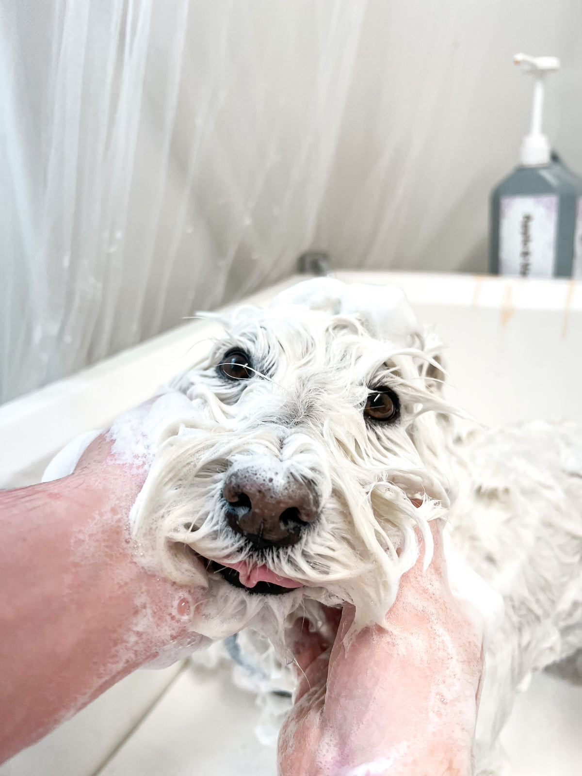 Peanut & Pickle | Puppy and Dog Shampoo! – Peanut and Pickle